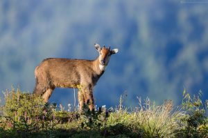 14 Mount Everest Animals: What animals live on Mount Everest?